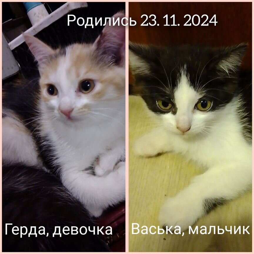 Котята в добрые руки (мальчик и девочка)