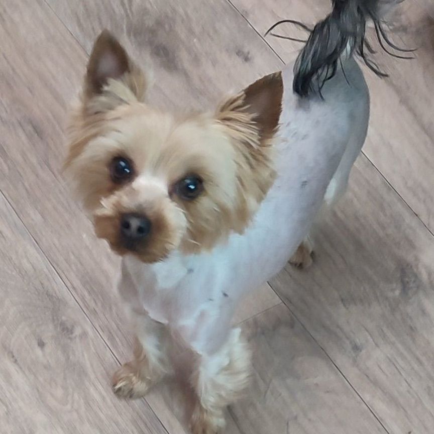 Йоркширский терьер, щенок