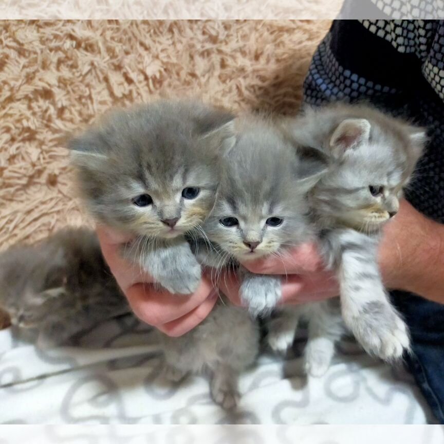 Шотландские прямоухие котята