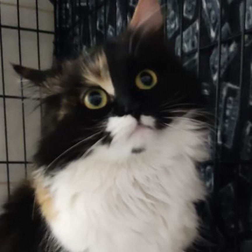 Котенок 8 месяцев