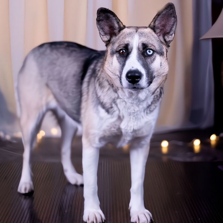 Взрослая собака в добрые руки