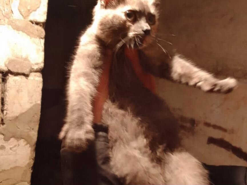 Бездомный котёнок