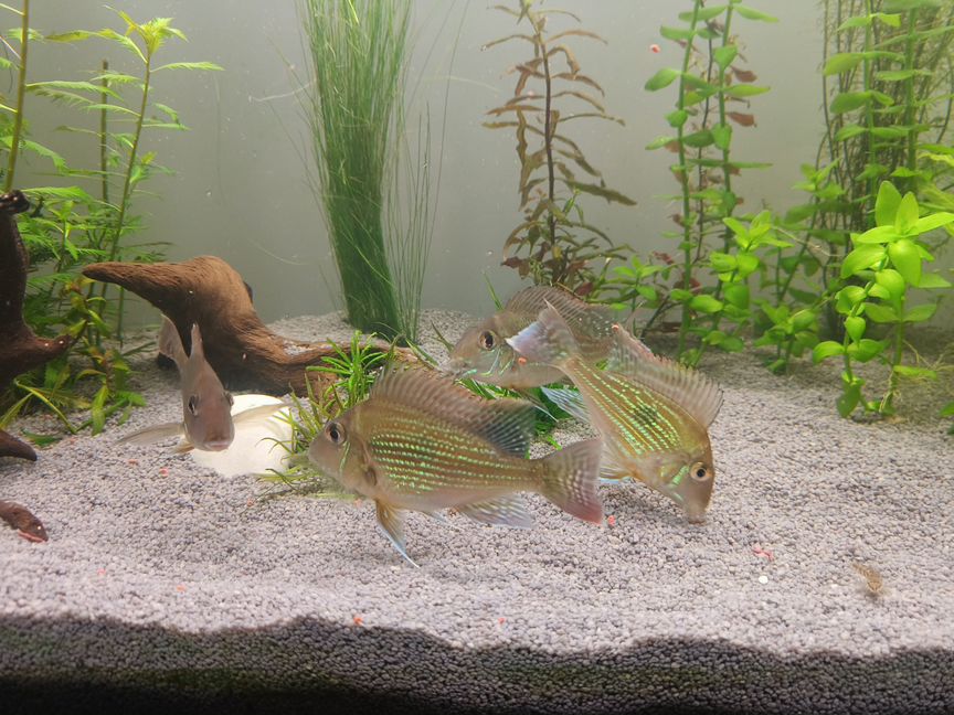 Геофагус Свени Geophagus sveni (цихлы)