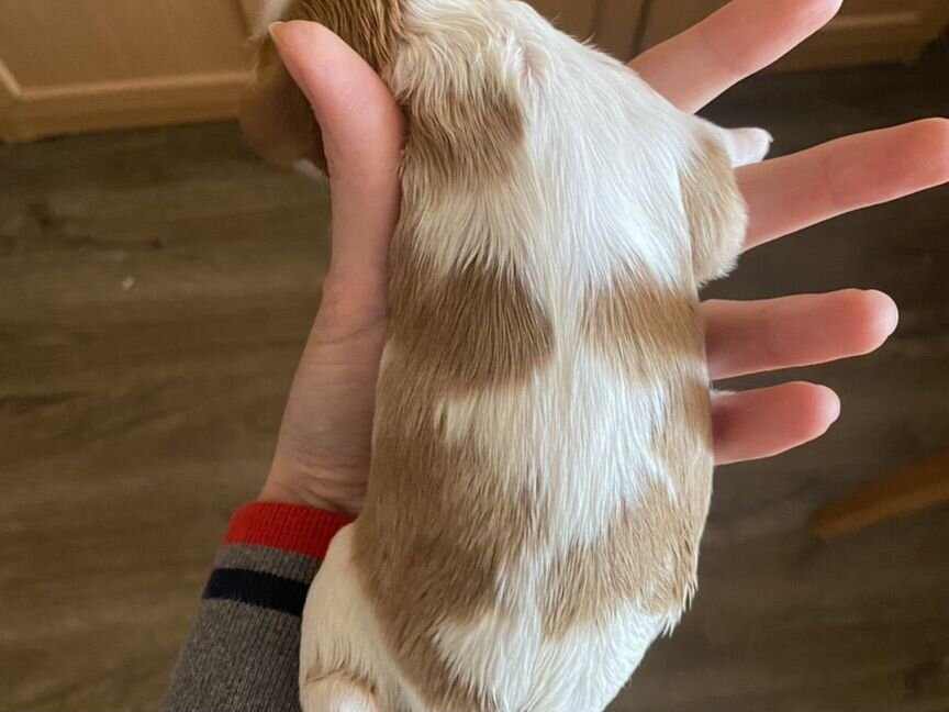 Щенки Кавалер Кинг Чарльз спаниель мальчик