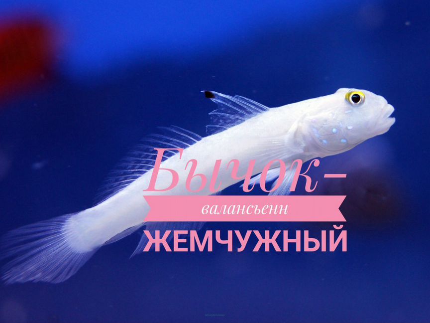 Бычок жемчужный (морская рыбка в наличии)