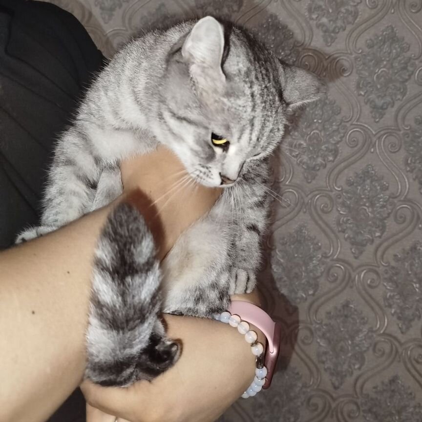 Отдаём в добрые руки, шотландская прямоухая