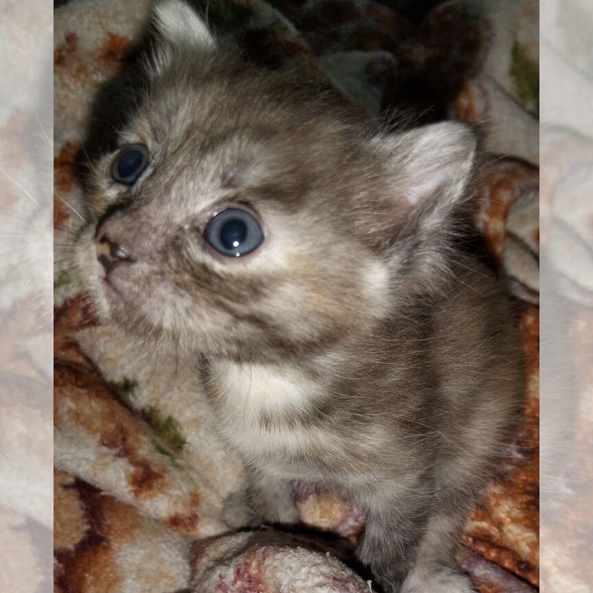 Котёнок в добрые руки