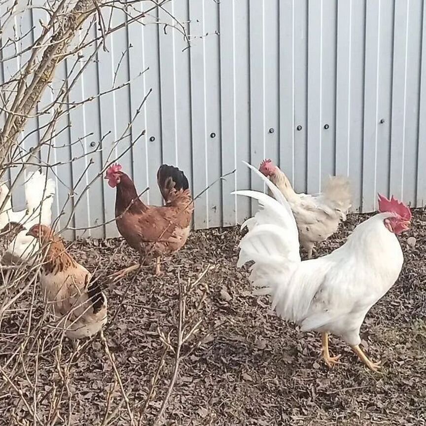 5 Кур и петух