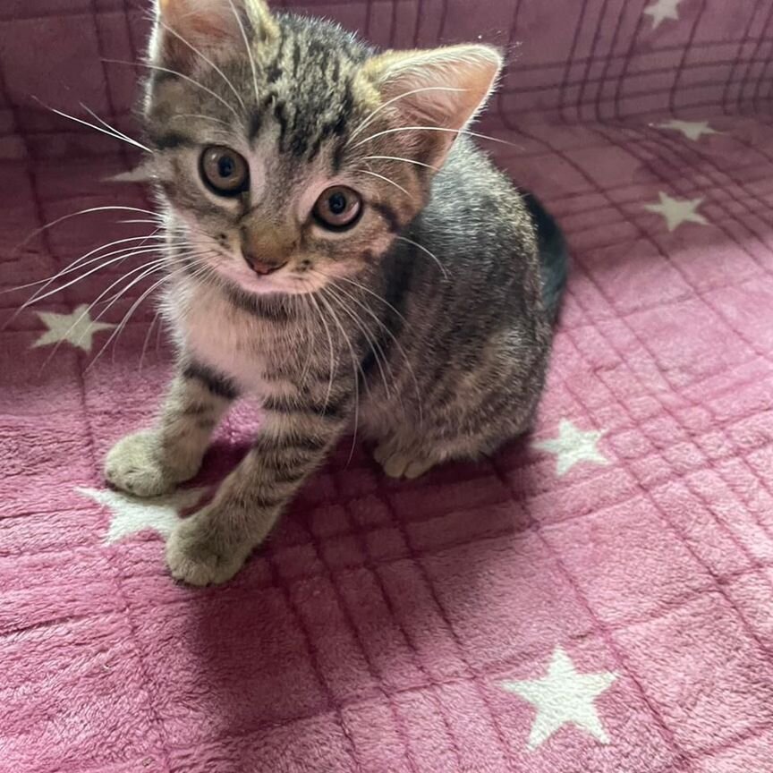 Котенок девочка в добрые руки