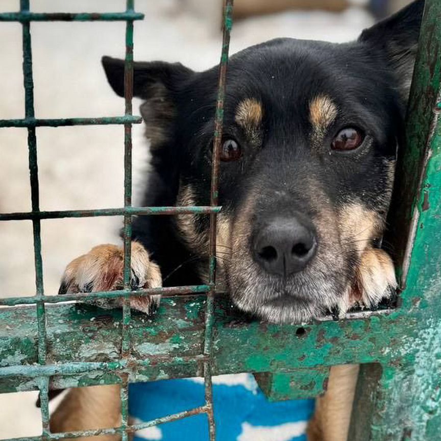 Взрослый пёс в добрые руки