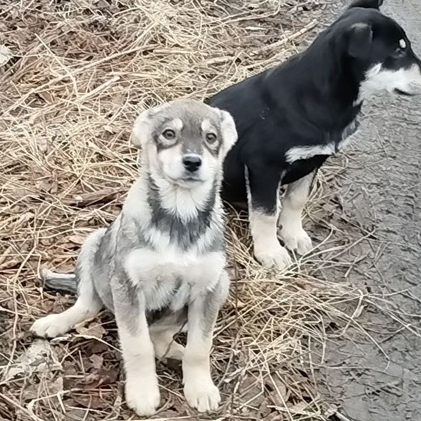 Щенок в добрые руки