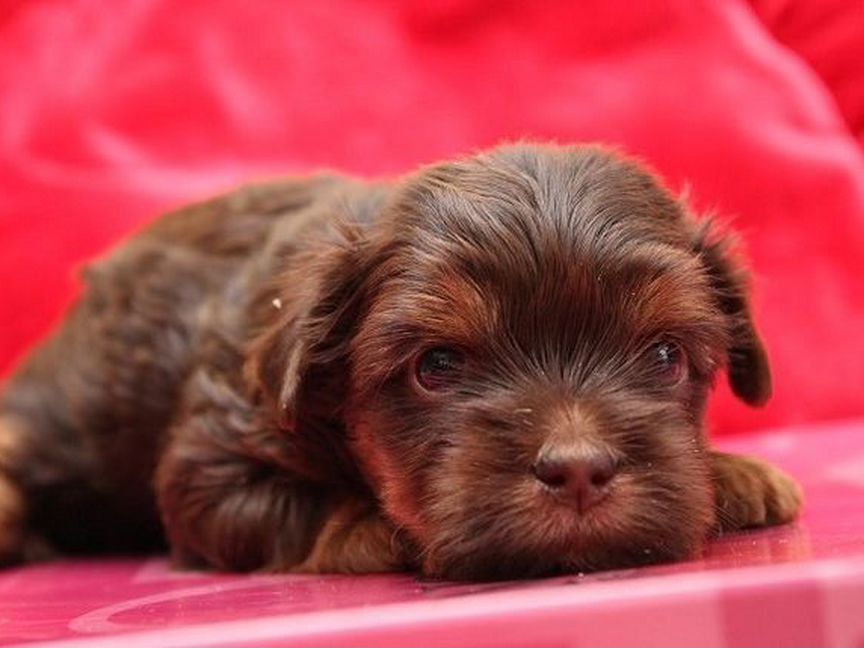 Д Е Ш Е Г О шоколадные девочки Йоркширский терьер