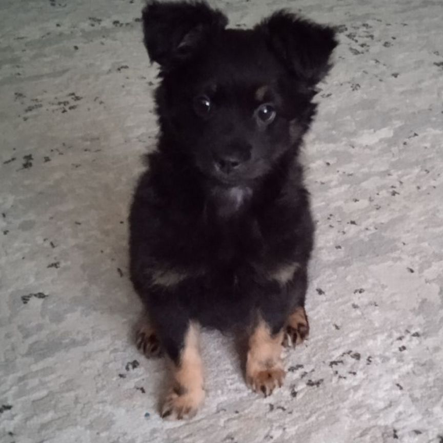 Померанский шпиц, щенок