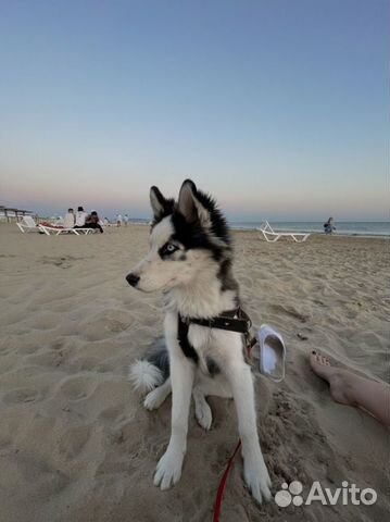 Сибирский хаски