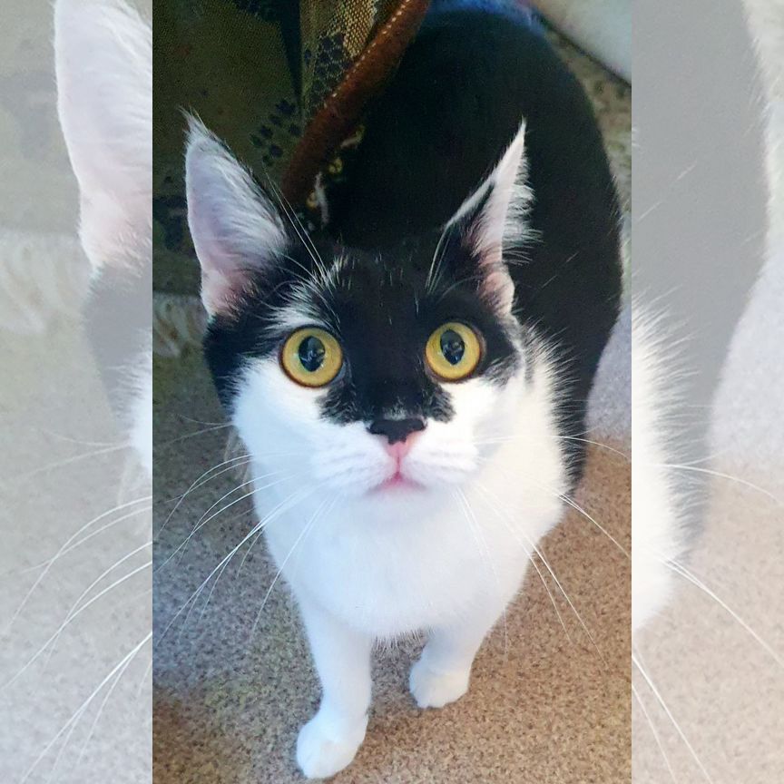 Кошечка Никуша