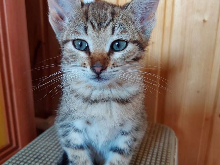Котята