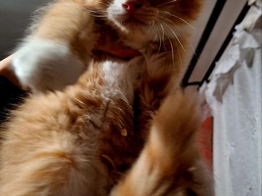 Крупные котята как львята