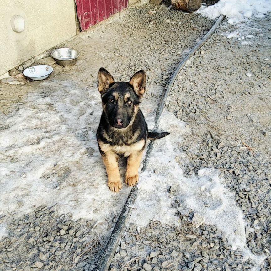 Немецкая овчарка
