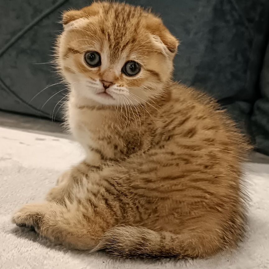Шотландский вислоухий короткошёрстный котёнок