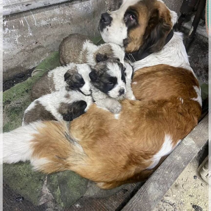 Сенбернар, щенок