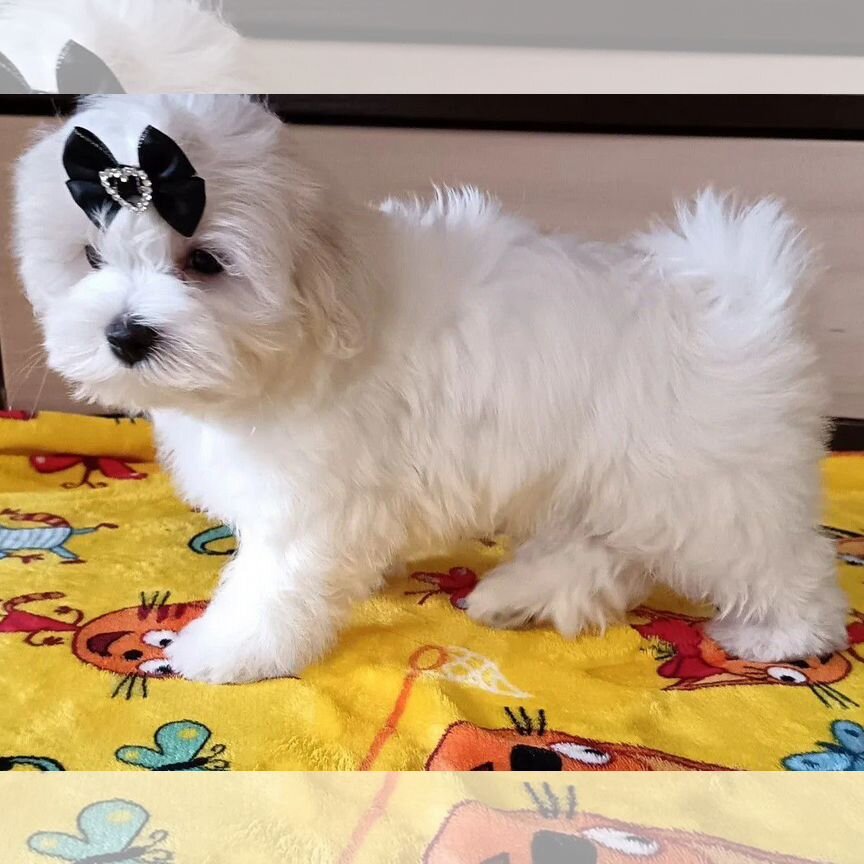 Мальтийская болонка, щенок