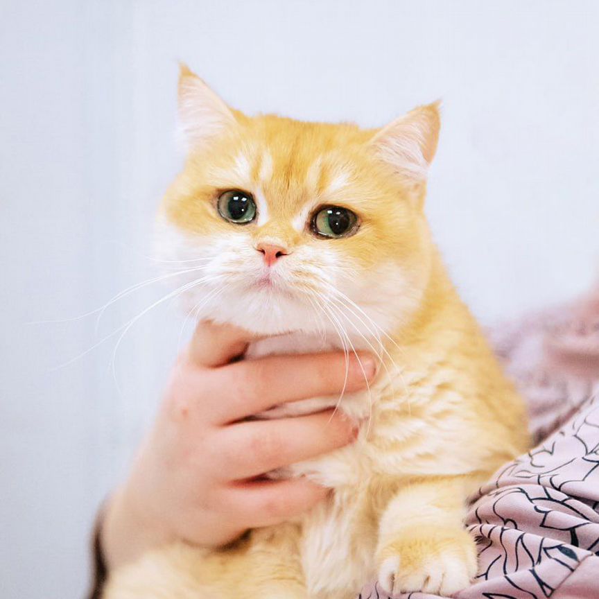 Кошечка золотая шиншилла бесплатно из приюта