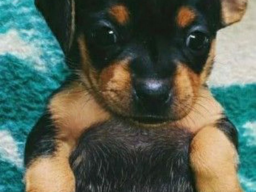 Последняя девочка