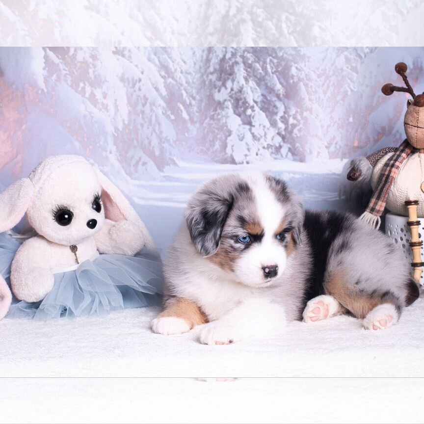 Миниатюрная американская овчарка щенки