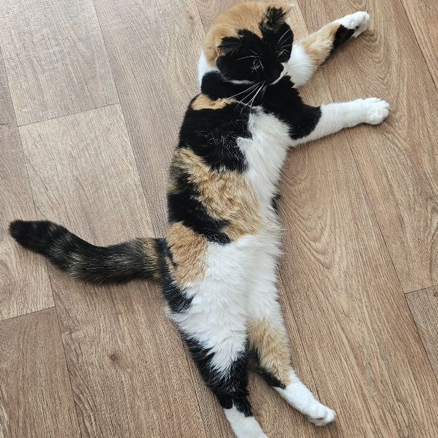 Отдам кошку в добрые руки