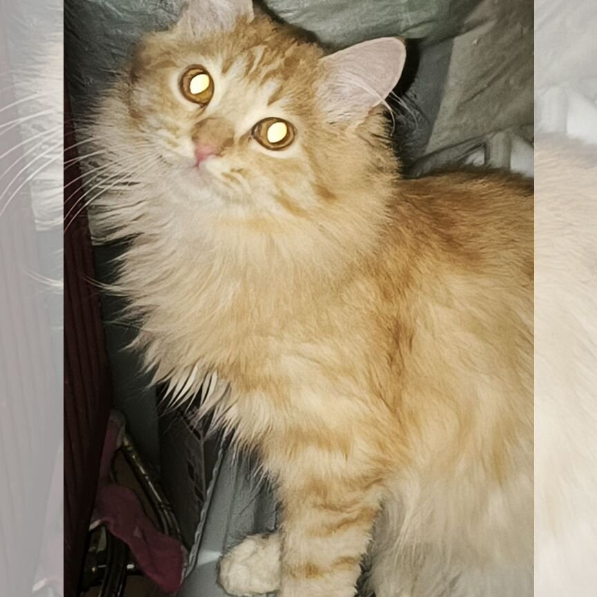 Сибирский котёнок