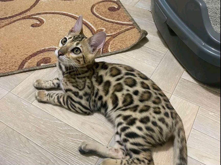 Бенгальская кошка