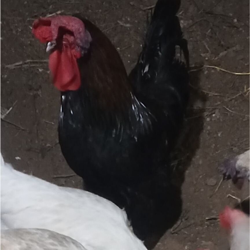 Петух крупный