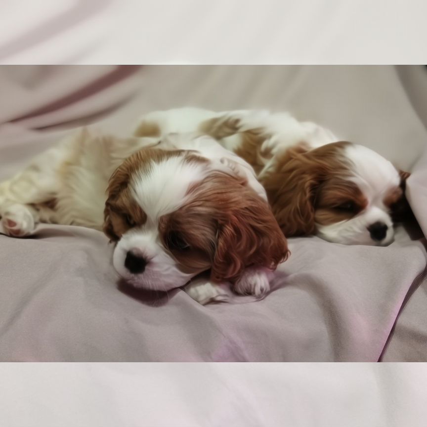Кавалер кинг-чарльз-спаниель, щенок