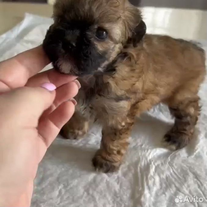 Девочки мальтипу ф1