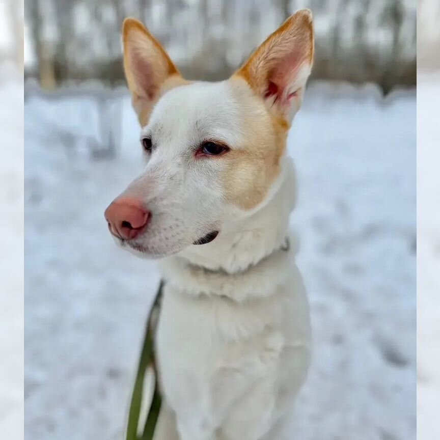 Взрослая собака в добрые руки