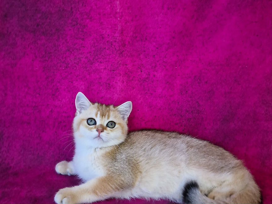 Золотой котик