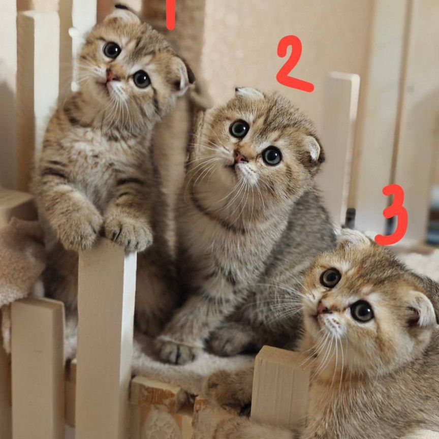 Шотландский вислоухий короткошёрстный котёнок