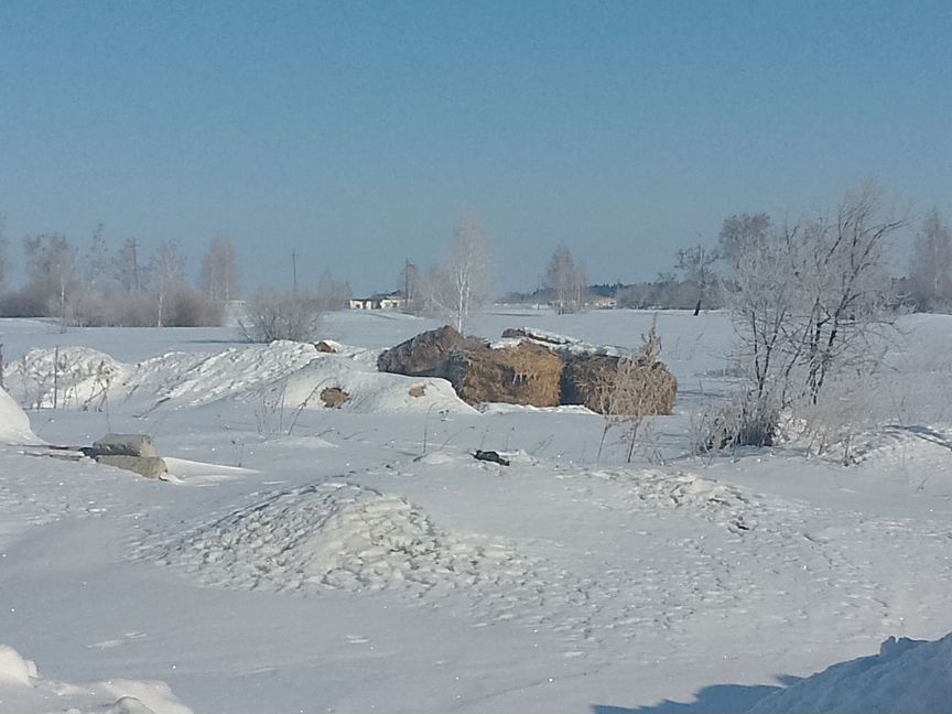 Продам сено