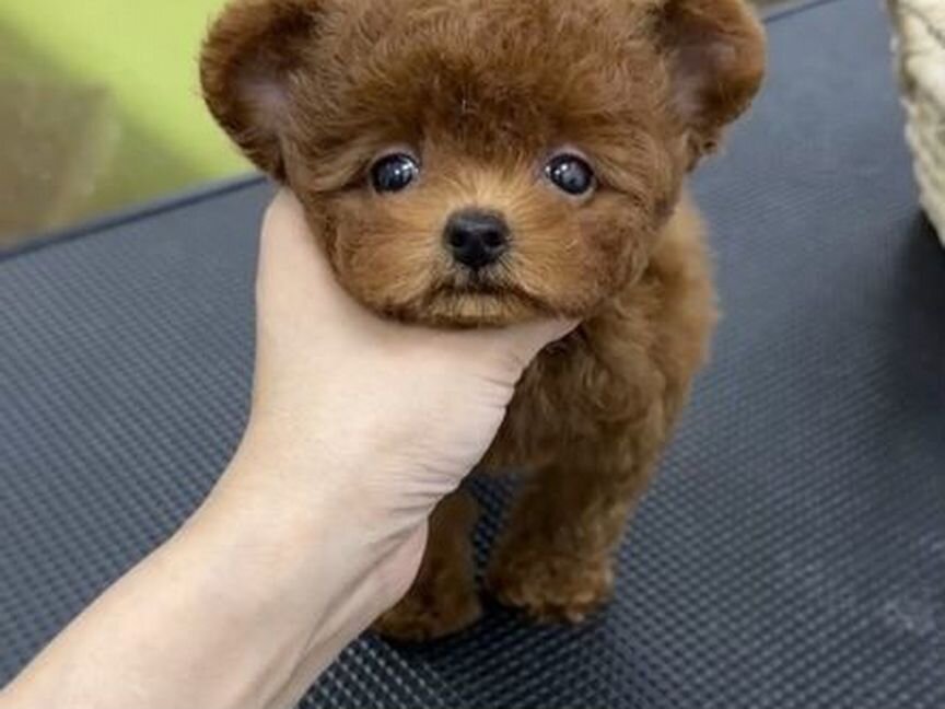 Тедди пудель Китай