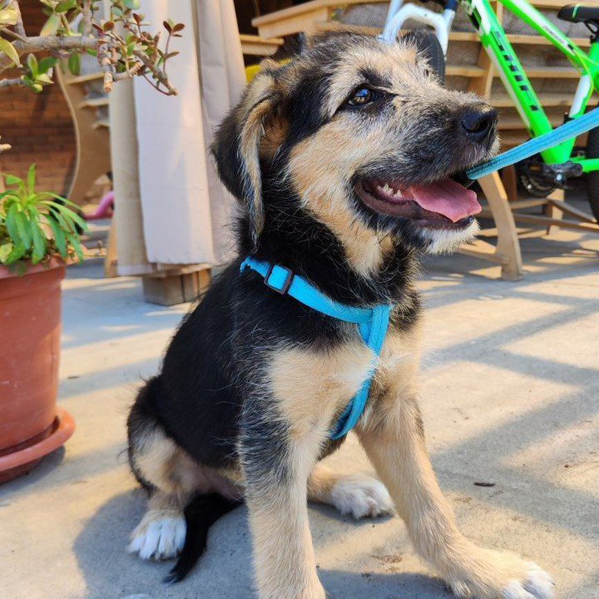 Собака в добрые руки