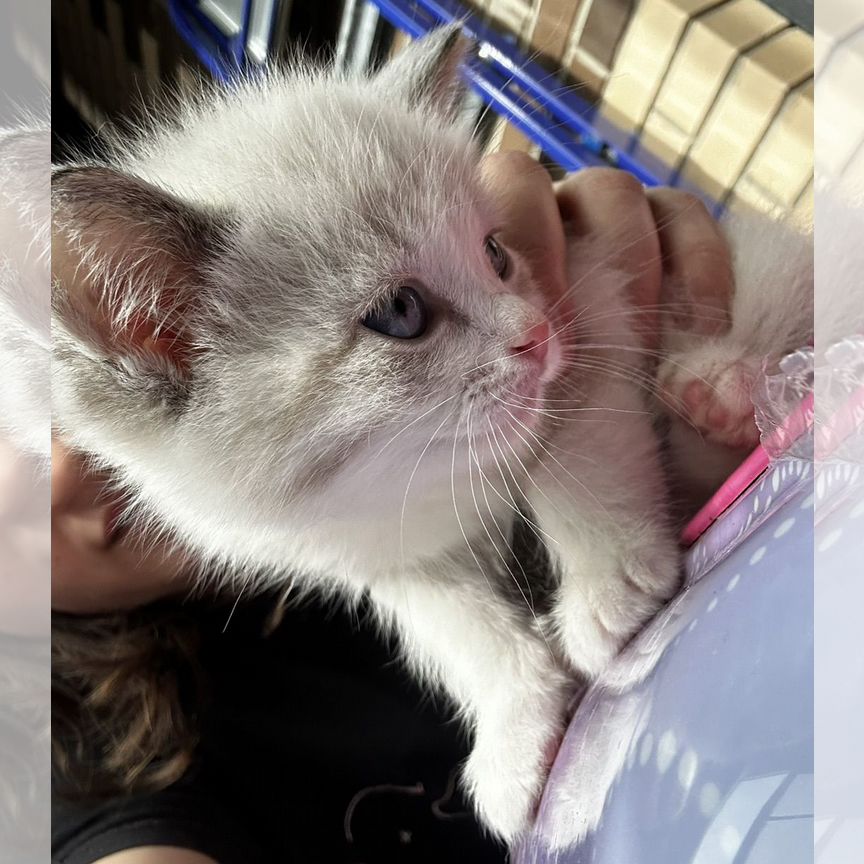 Шотландский прямоухий короткошёрстный котёнок