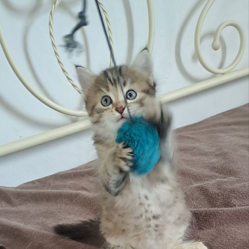 Милые котейки