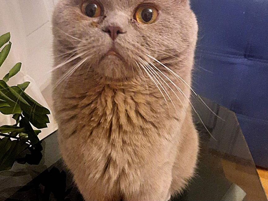 Отдам котика в добрые руки
