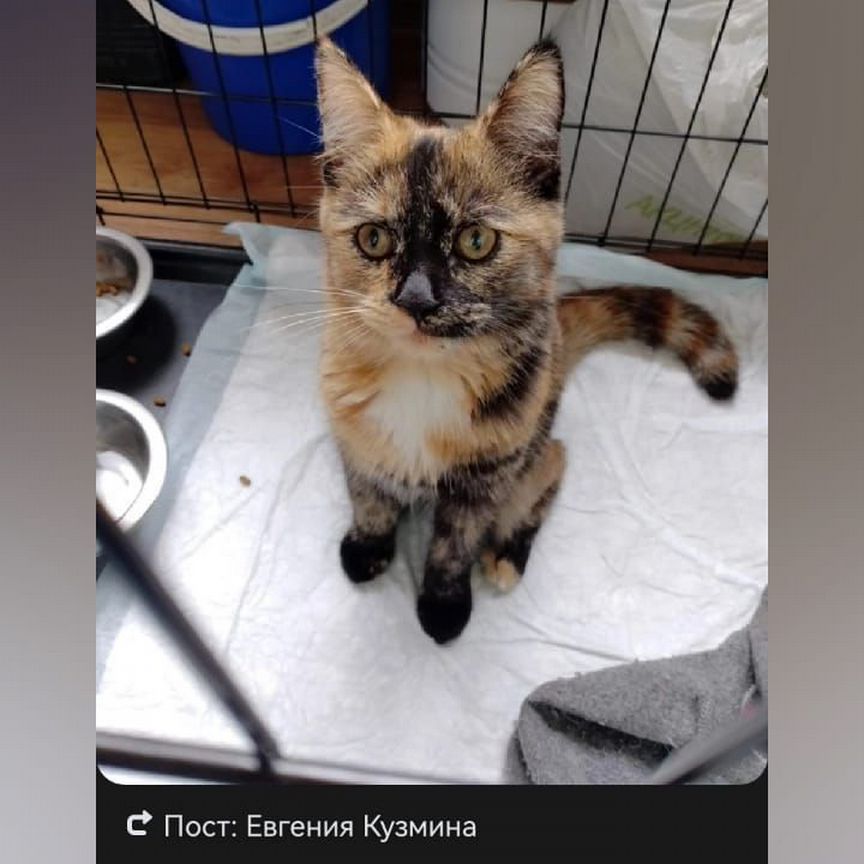 Кошечка около полугода потеряшка
