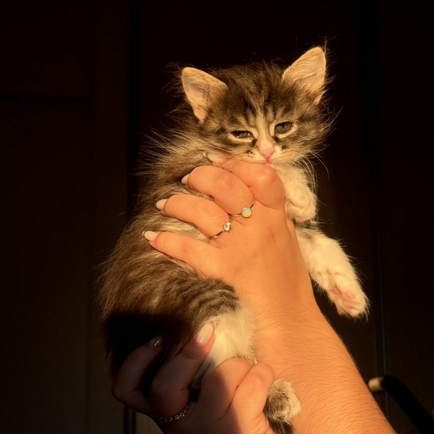 Кошка 2.5 месяца