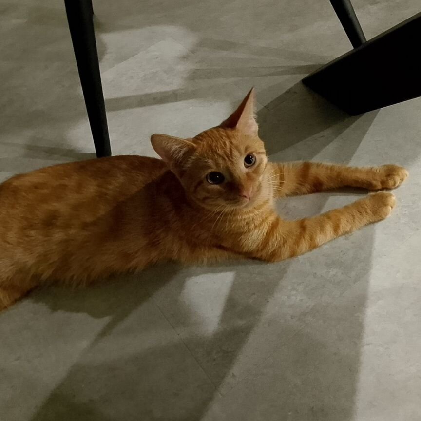 Котёнок в добрые руки