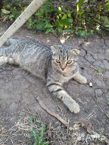 Кошка веслоухая