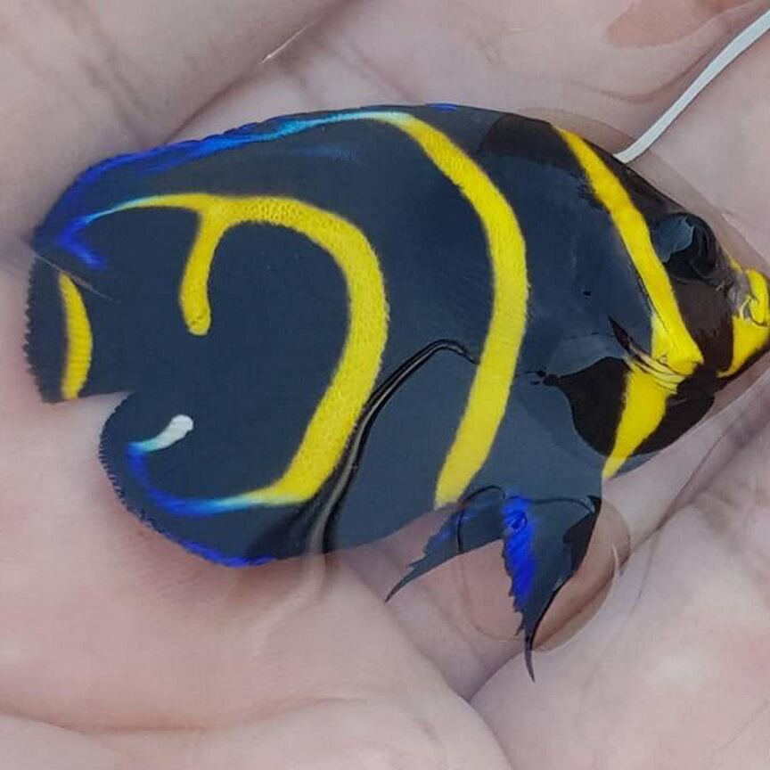 Морская рыба Ангел Кортеса разводной под заказ