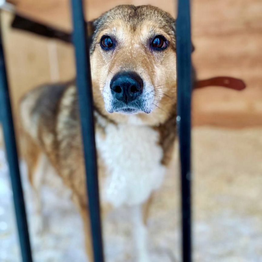 Взрослая собака в добрые руки