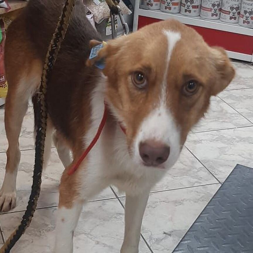 Щенок в добрые руки